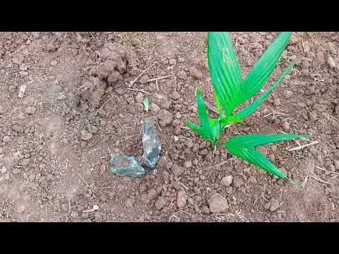 Adike tree farming video - YouTube