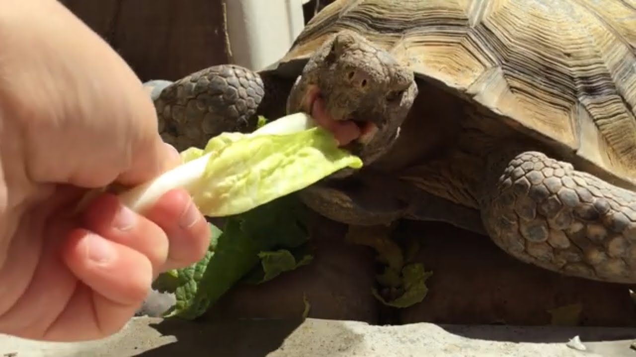 Cute animal video. My tortoise came out on easter and now on the 10th ...