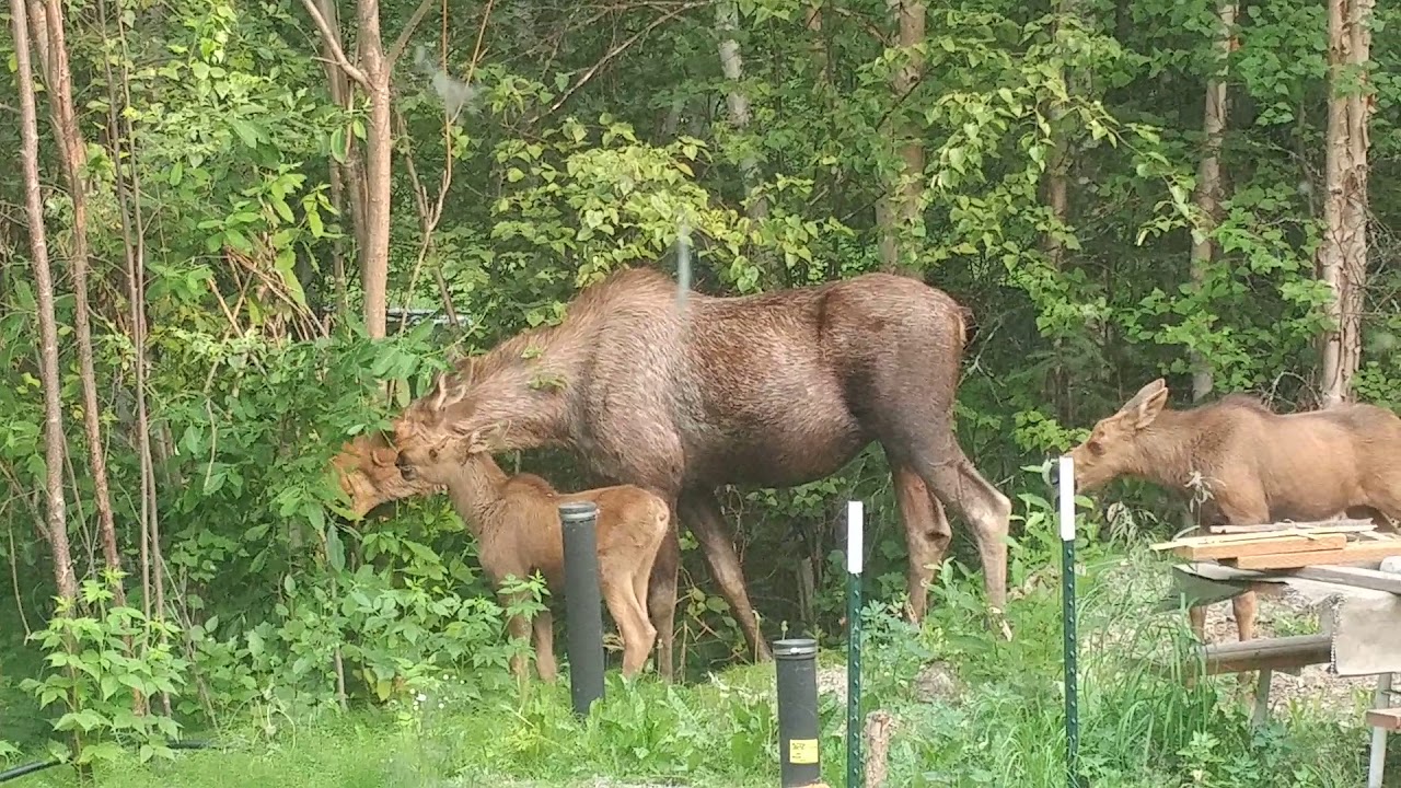 3 Moose in our backyard 6-30-19 - YouTube