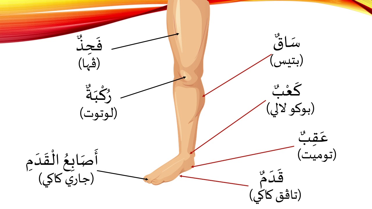 KAFA BAHASA ARAB TAHUN 2 BAHAGIAN BADAN أجزاء الرجل - YouTube