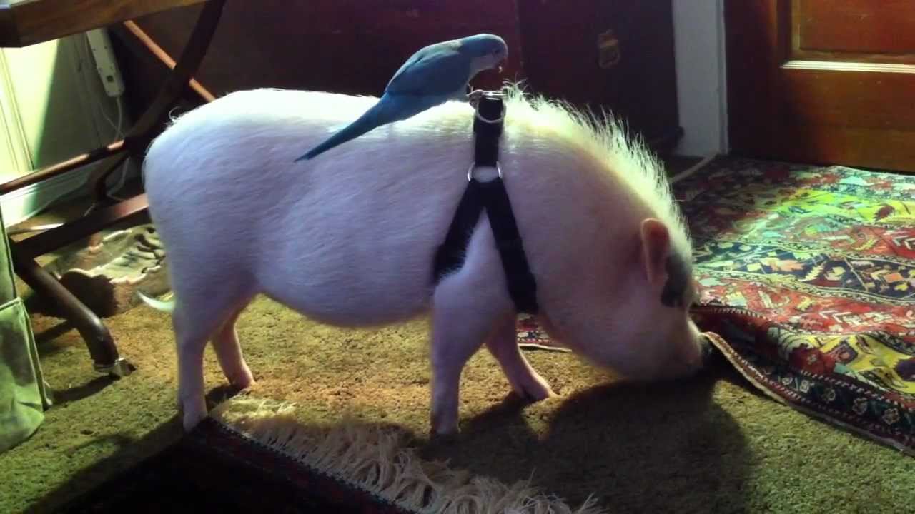 Fainting Pig and Quaker Parrot - YouTube