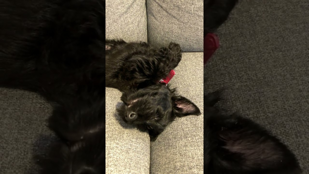 Dog's dreaming and deliry. | Dog Video #Shorts #delirium #Dogsdreaming ...