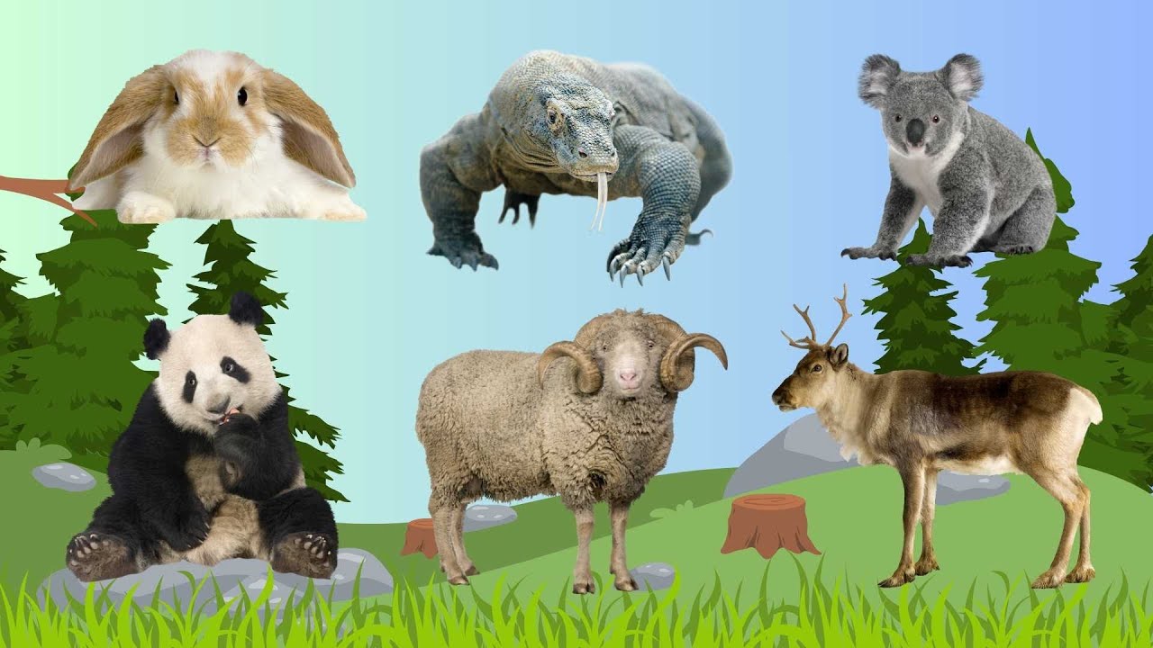 Bustling animal world sounds around us: Lop Rabbit, Bighom Sheep, Seal ...