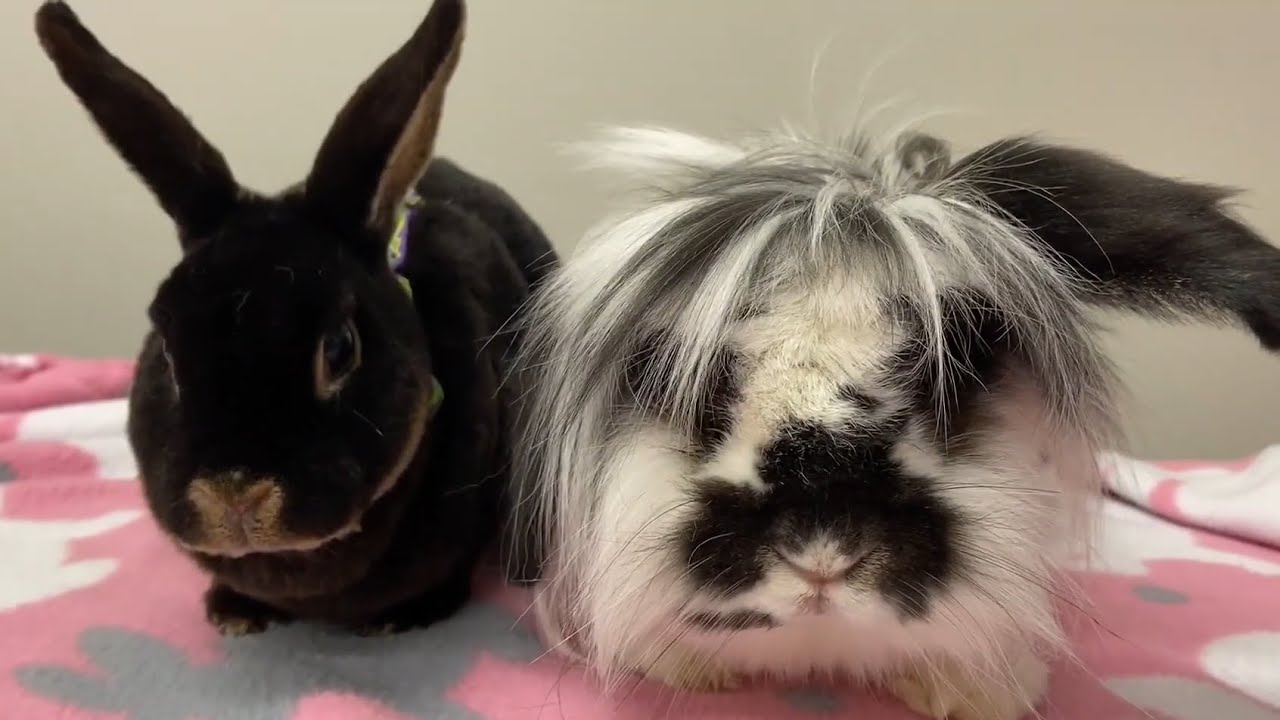 Pet Therapy Rabbits - YouTube