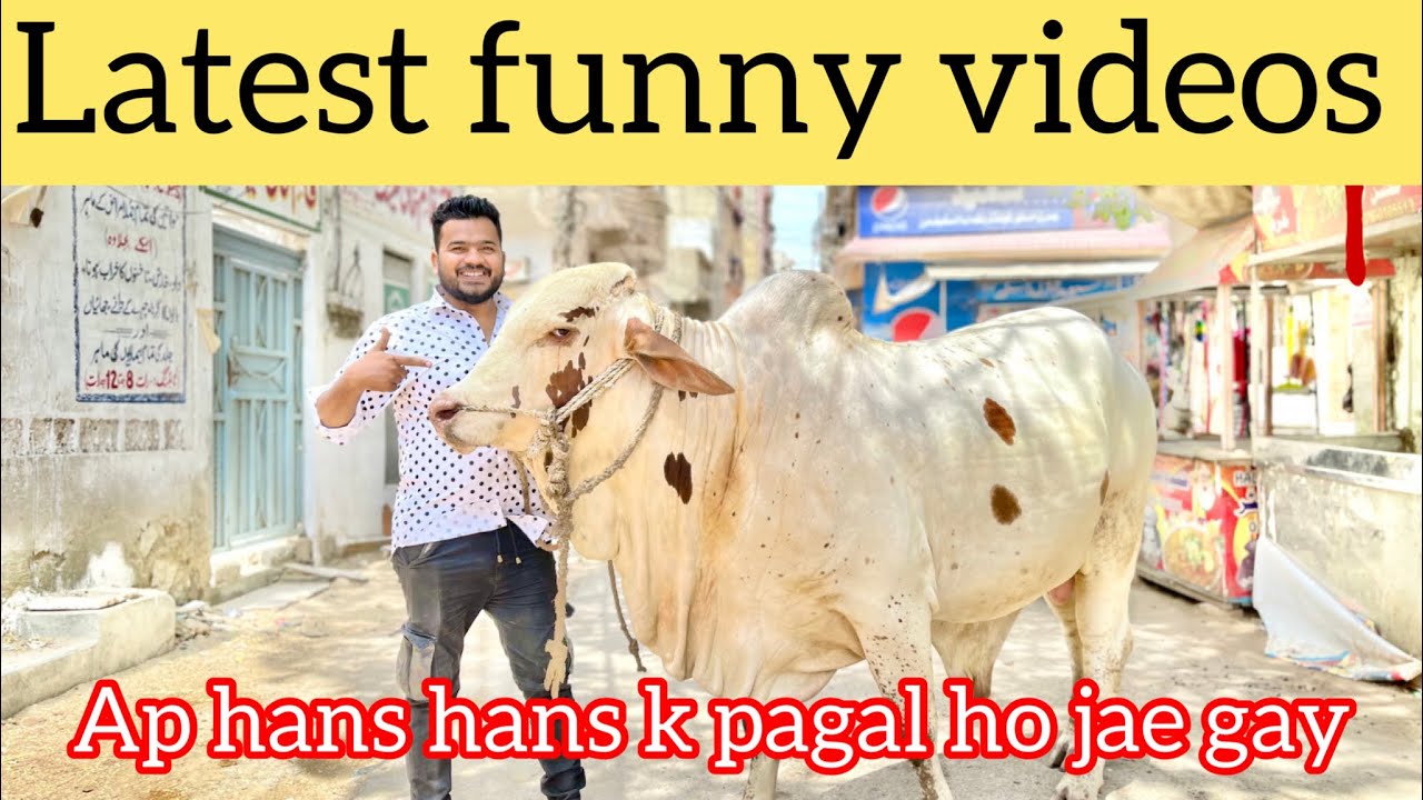 Cow funny videos || par hasna mana hai ||dank memes cow videos - YouTube