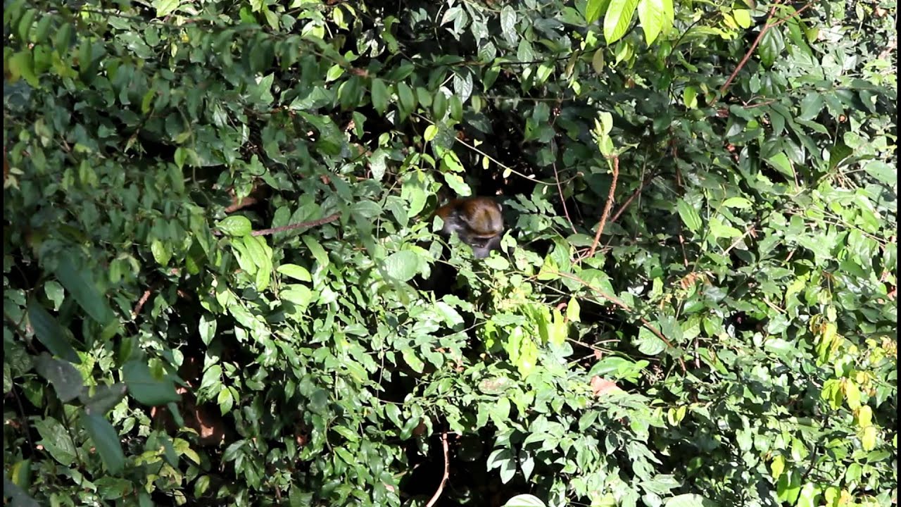 Olive Colobus Monkey (Procolobus verus) at Kakum NP - YouTube