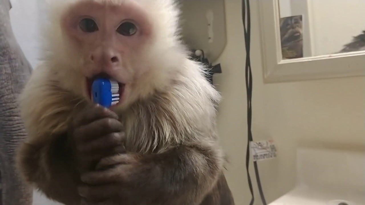 Monkey Mashes Potato With His Toothbrush - YouTube