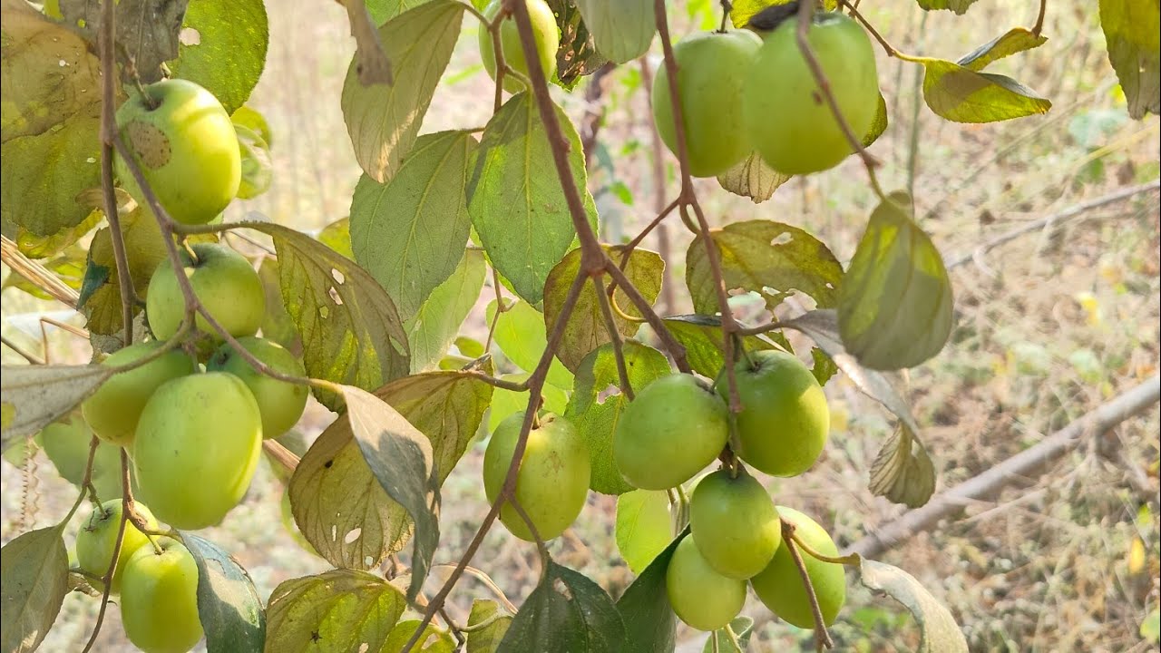 hybrid ber fruits on tree/फल hybrid बेर के पेड़ पर - YouTube