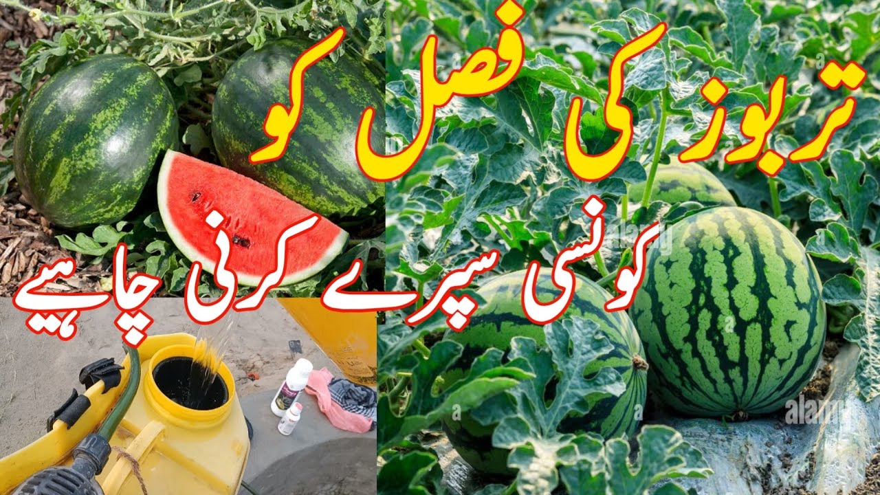 Watermelon Spray Schedule l Watermelon Farming l Shahbaz Lashari - YouTube
