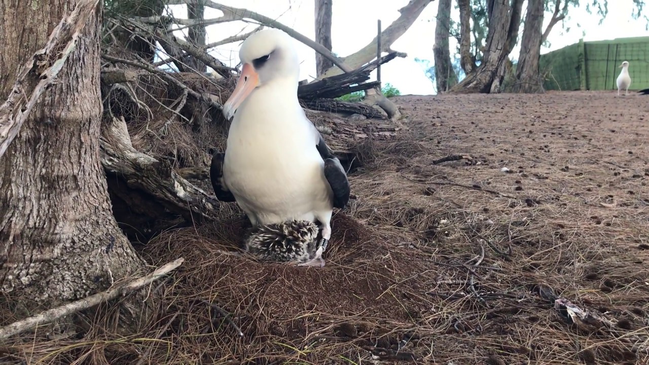 Albatross Breeding Season 2018 - YouTube