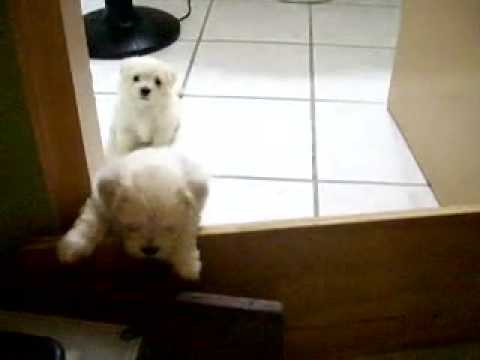 5 Weeks Old Maltese Puppies - YouTube