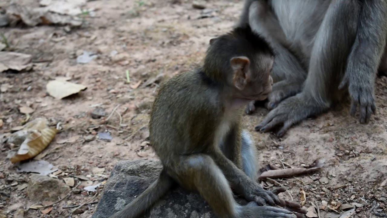 Activity family monkey /ak monkey zone/ - YouTube