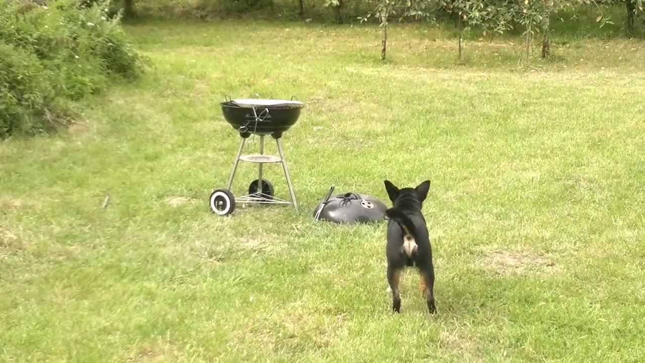 Dog and grill - YouTube