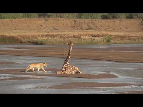 Samburu NR - Lion attacks giraffe