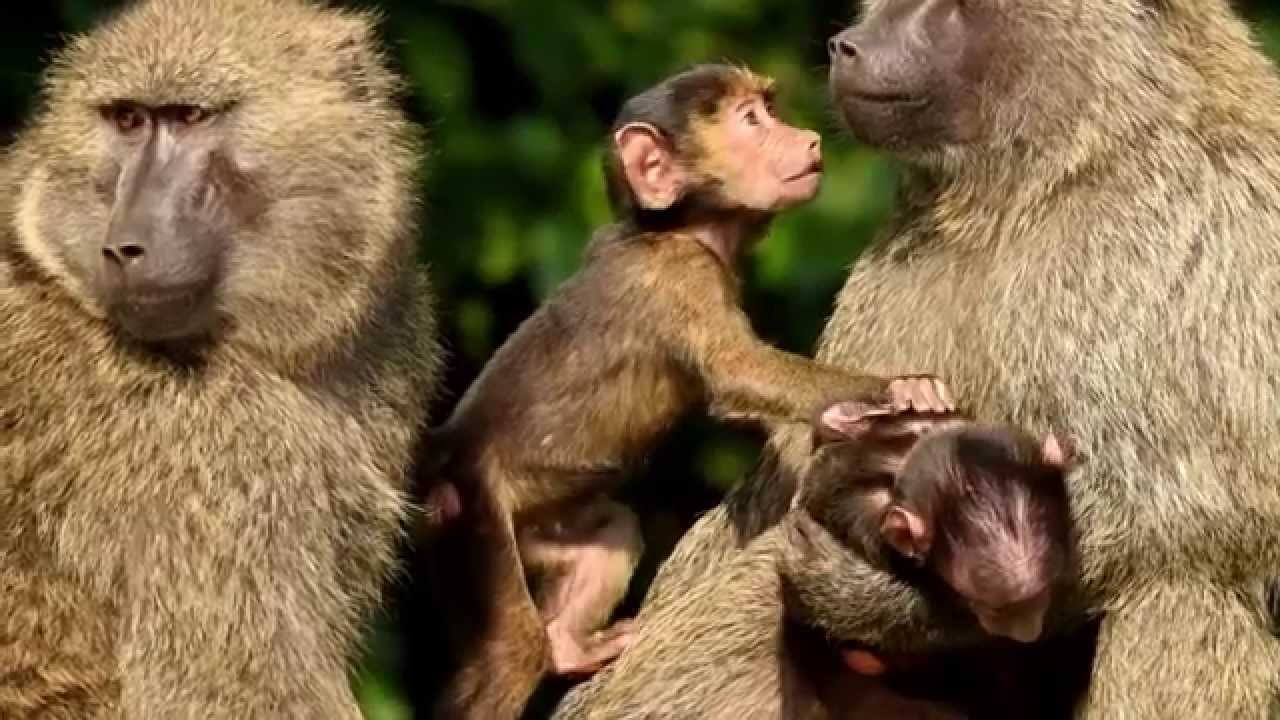 The Magic of Uganda - YouTube