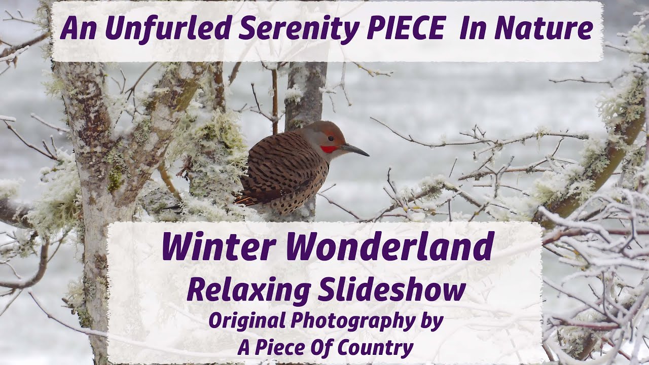 Winter Wonderland ~ Relaxing Nature Slideshow 4K ~ Original Photography ...