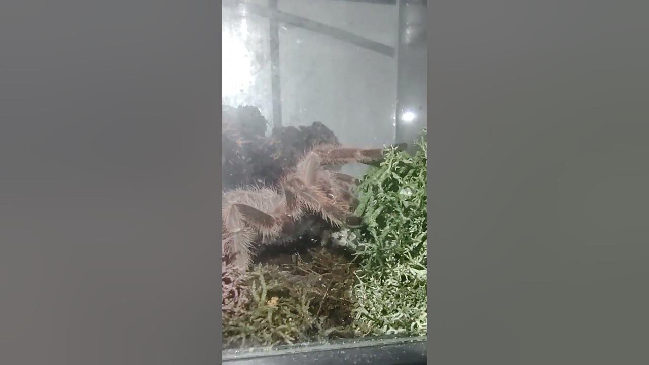 Grammostola rosea - YouTube