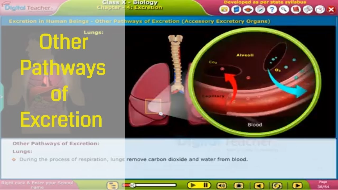 Excretion in Human Being, Class 10 Biology | Digital Teacher - YouTube