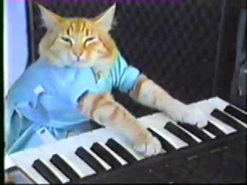 Gato tocando teclado - Keyboard Cat - YouTube