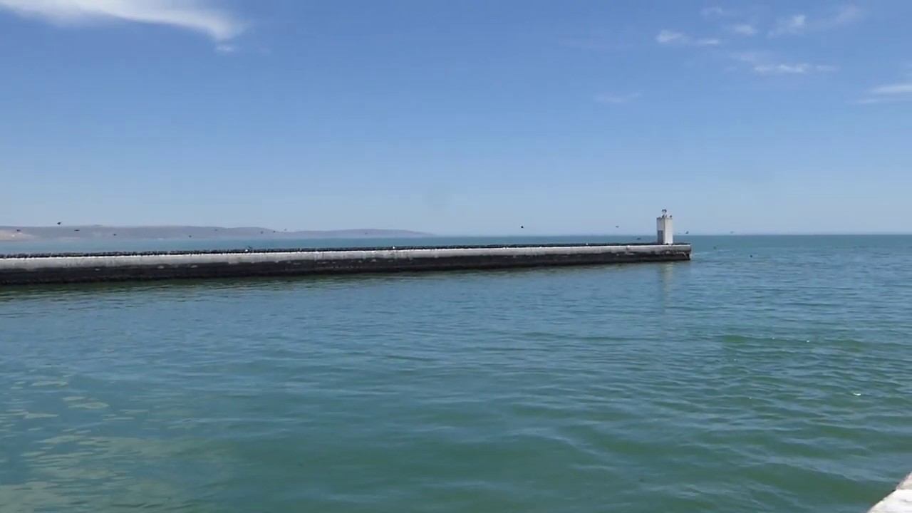 Cape Cormorants (Phalacrocorax capensis) - YouTube