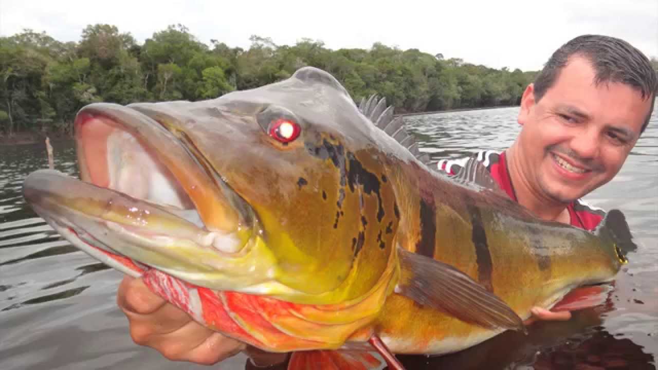 Tucunaré açu - Gigante da Amazônia - YouTube