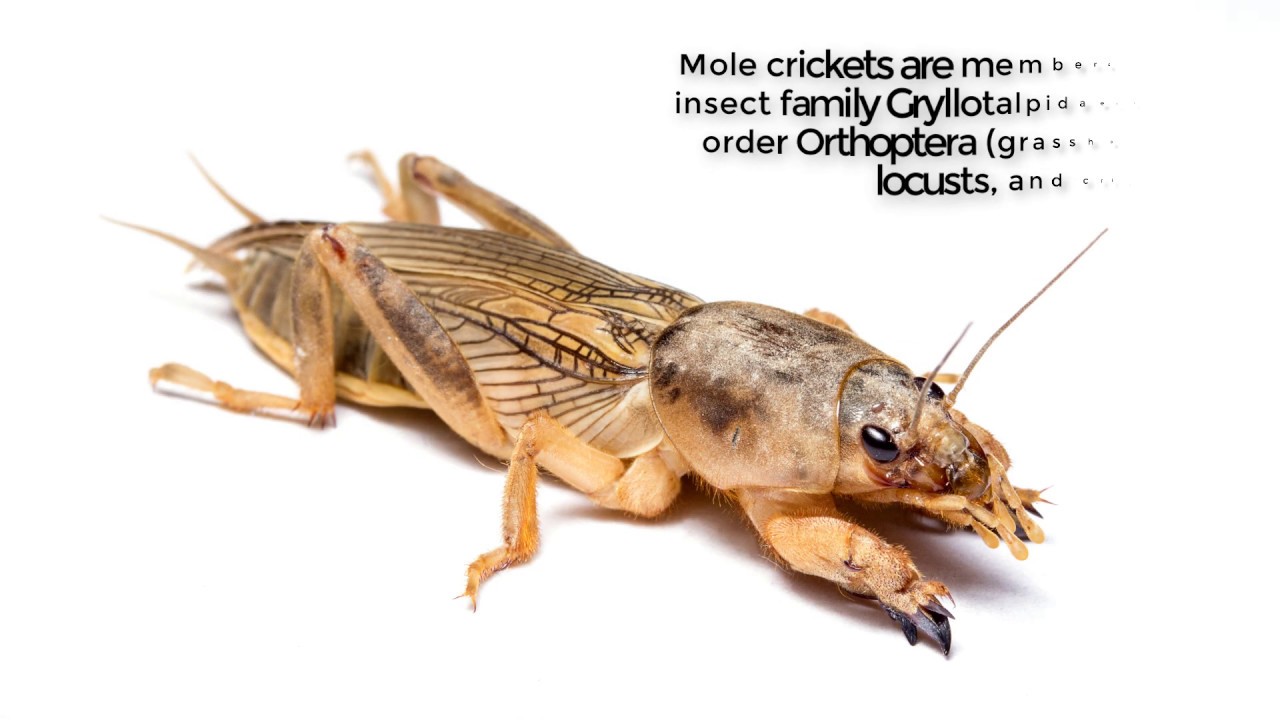 MOLE CRICKET / Dalukdok / Araw-rawan - YouTube