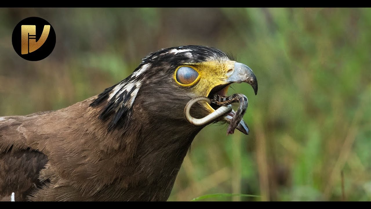 Crested Serpent Eagle With Snake Catch | Kaziranga National Park - YouTube