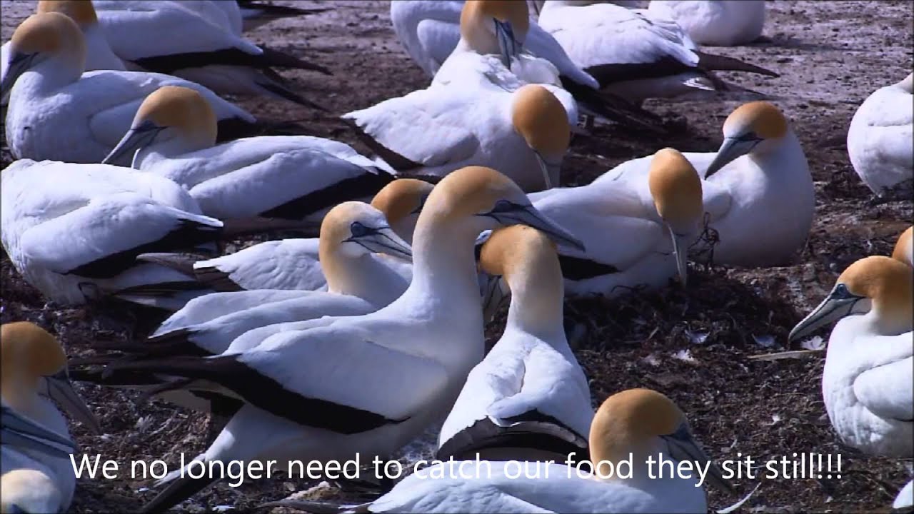 Help Animals and World Hunger.wmv - YouTube