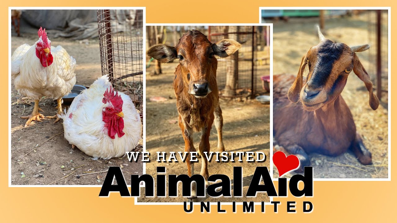 ANIMAL AID UNLIMITED // A place made of Animal Angels || Udaipur, India ...