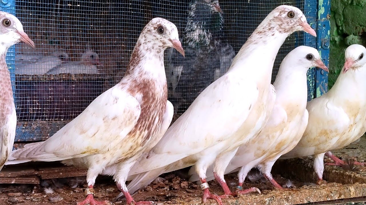 champion Bloodline 10 Baby pigeon Yunus Kolkata।। 9690790152 ।। - YouTube