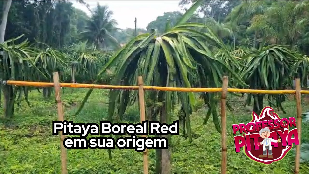 127) Pitaya Boreal Red em sua origem - YouTube