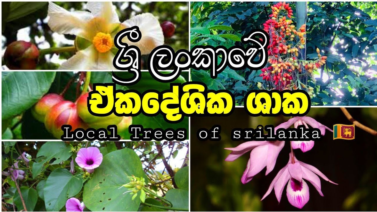 ශ්‍රී ලංකාවේ ඒකදේශික ශාක🌳local trees of srilanka/#srilanka#trees# ...