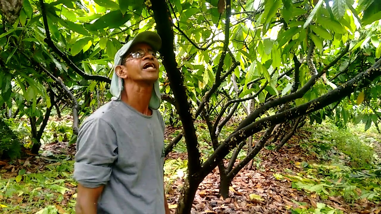 O cantor do cacal - YouTube