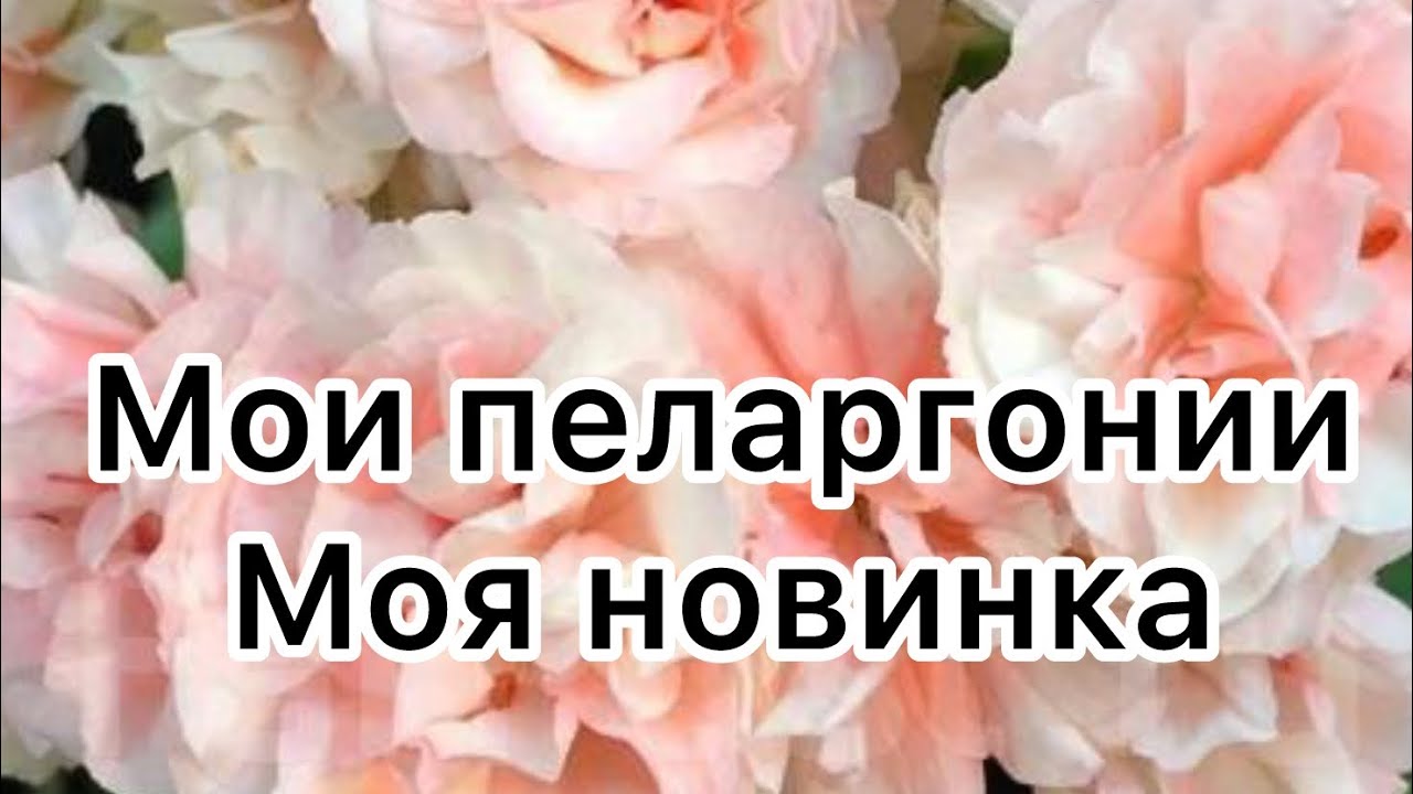 Сортовые пеларгонии ️ #пеларгония #цветыжизни #flowers - YouTube