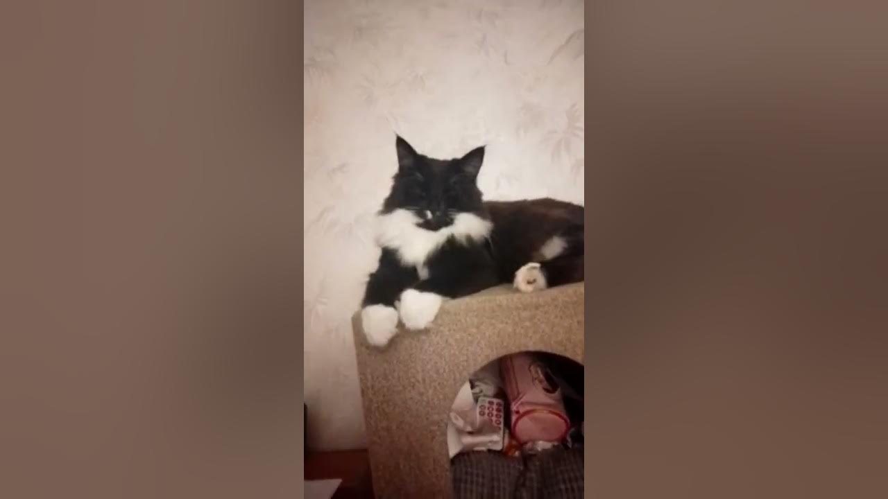 Мишка спит🐱 Youtube