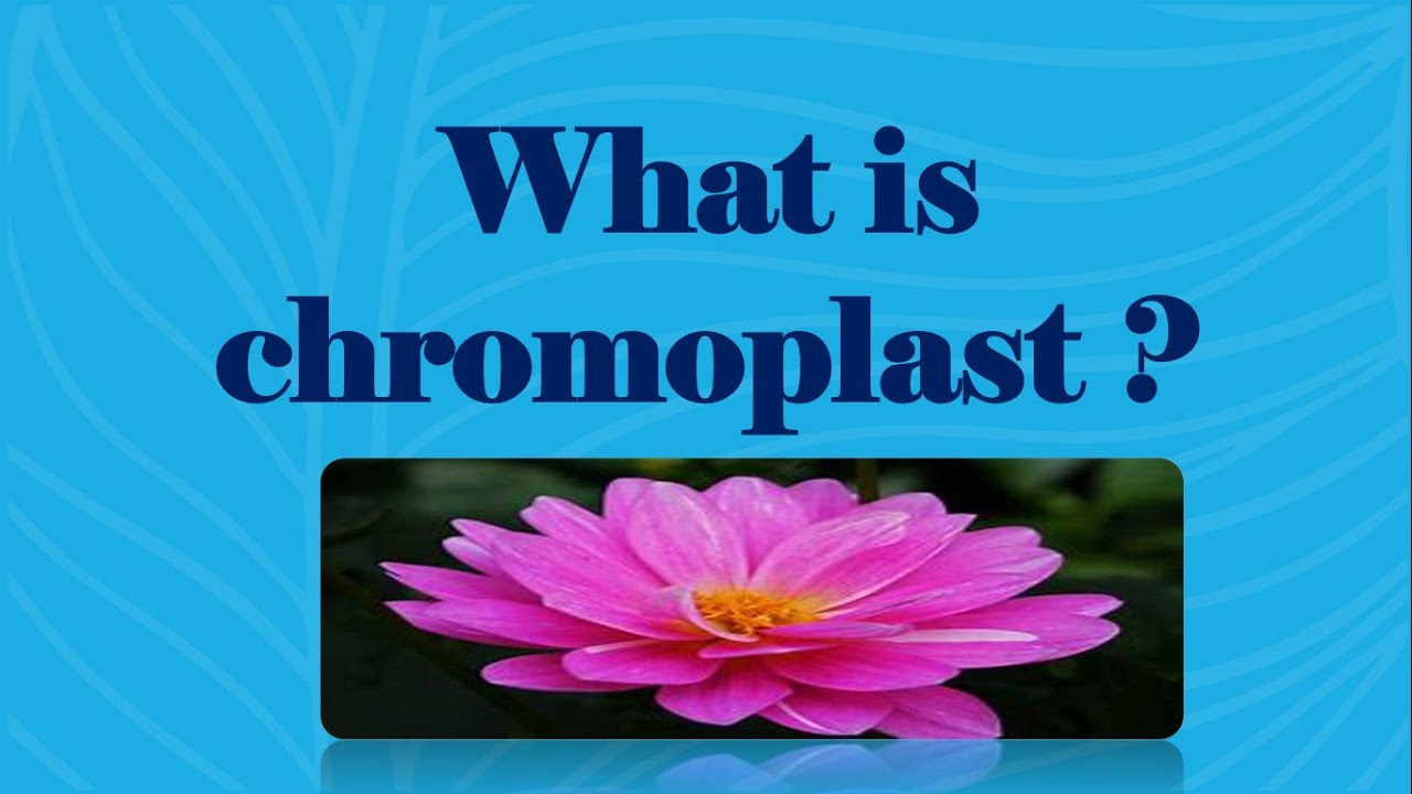 What is chromoplast? BIOLOGY - YouTube