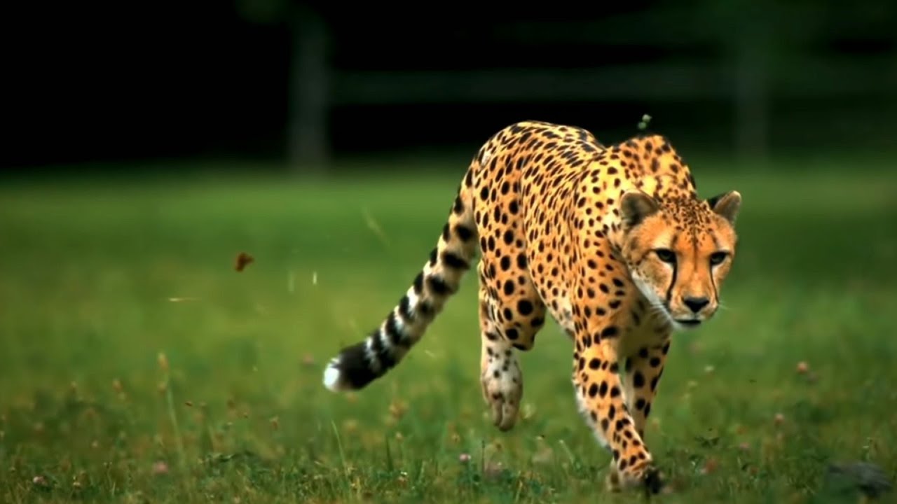 cheetah running full Speed !! cheetah short status !! cheetah ...