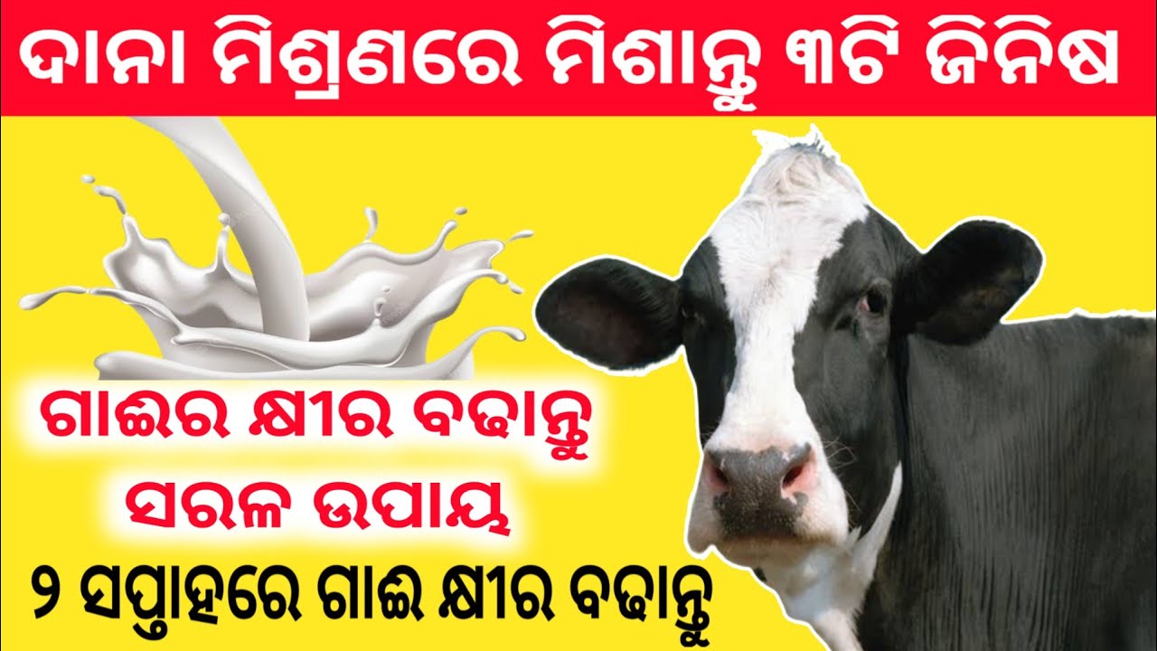 ୨ ସପ୍ତାହରେ ଗାଈ କ୍ଷୀର ବଢାନ୍ତୁ||Cows Milk Increase Tips||Milk Business In ...