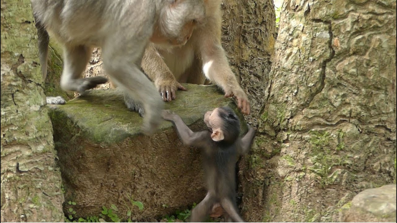 Bonita Never Give Up Stop Her Vision Kidnapped Baby Jinx If Mom Jade ...