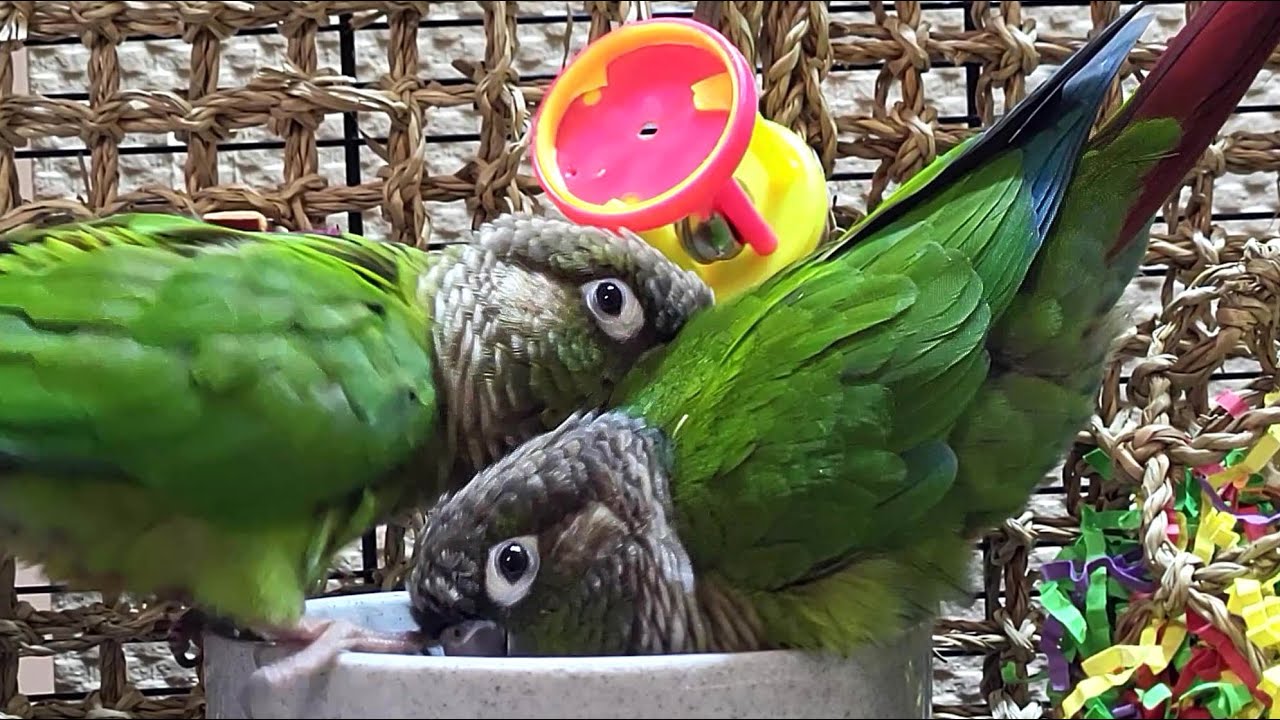 conure happy parakeet sounds - YouTube