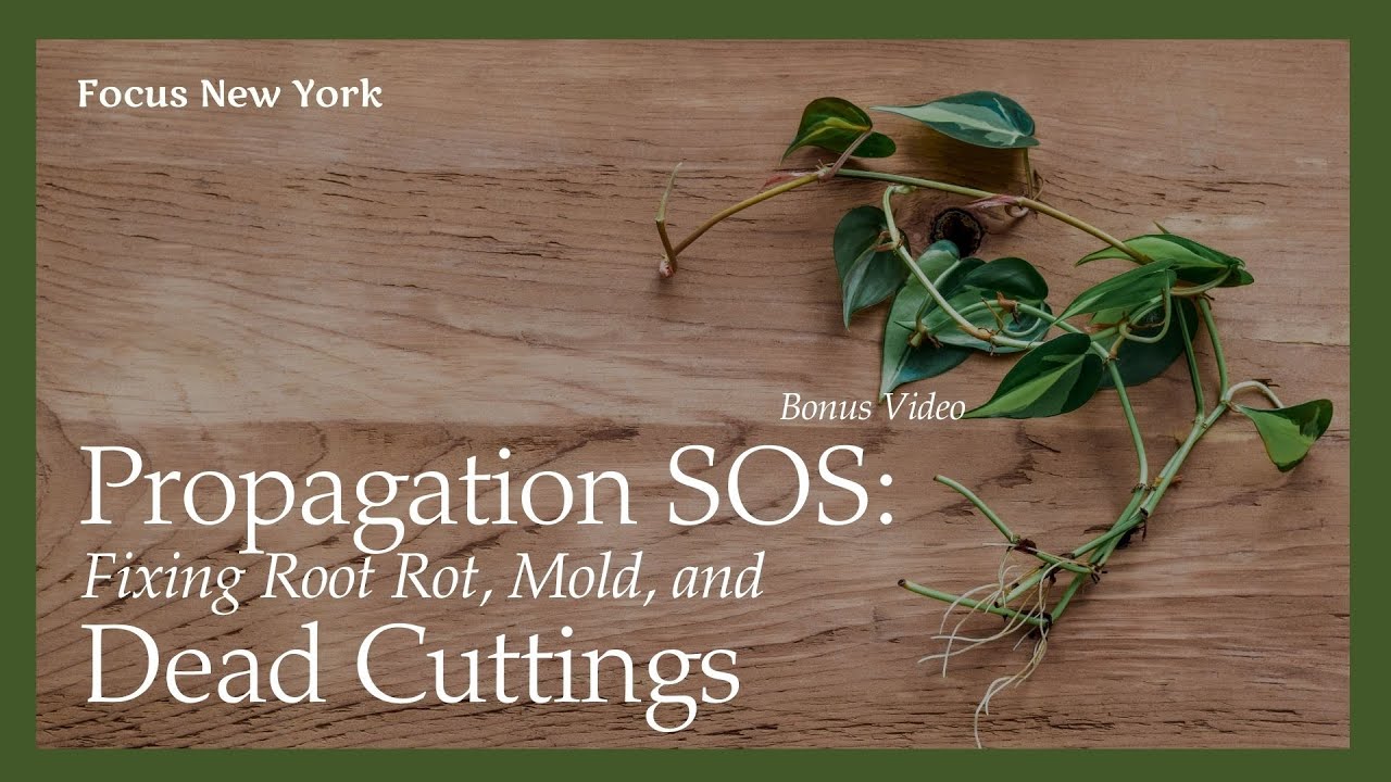 Propagation SOS: Fixing Root Rot, Mold, and Dead Cuttings (Bonus Video ...