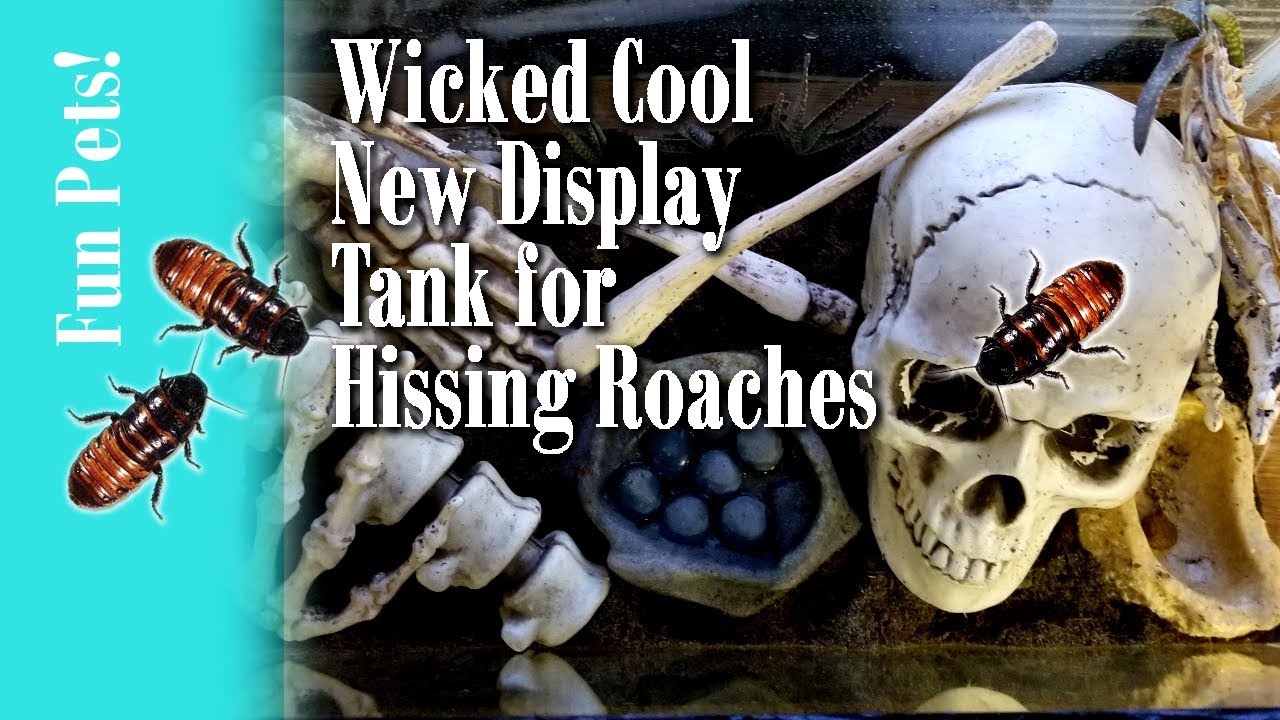 WICKED COOL New Display Tank for Hissing Roaches - YouTube