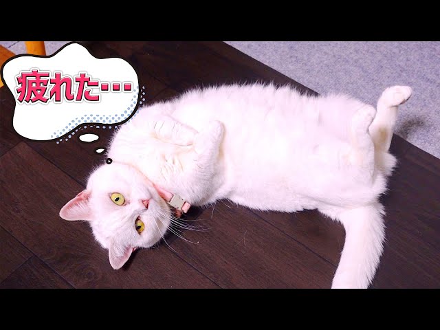 何もしてないのに気疲れしちゃった白猫 | Cynthia Moon短足だってイイじゃん｜YouTubeランキング