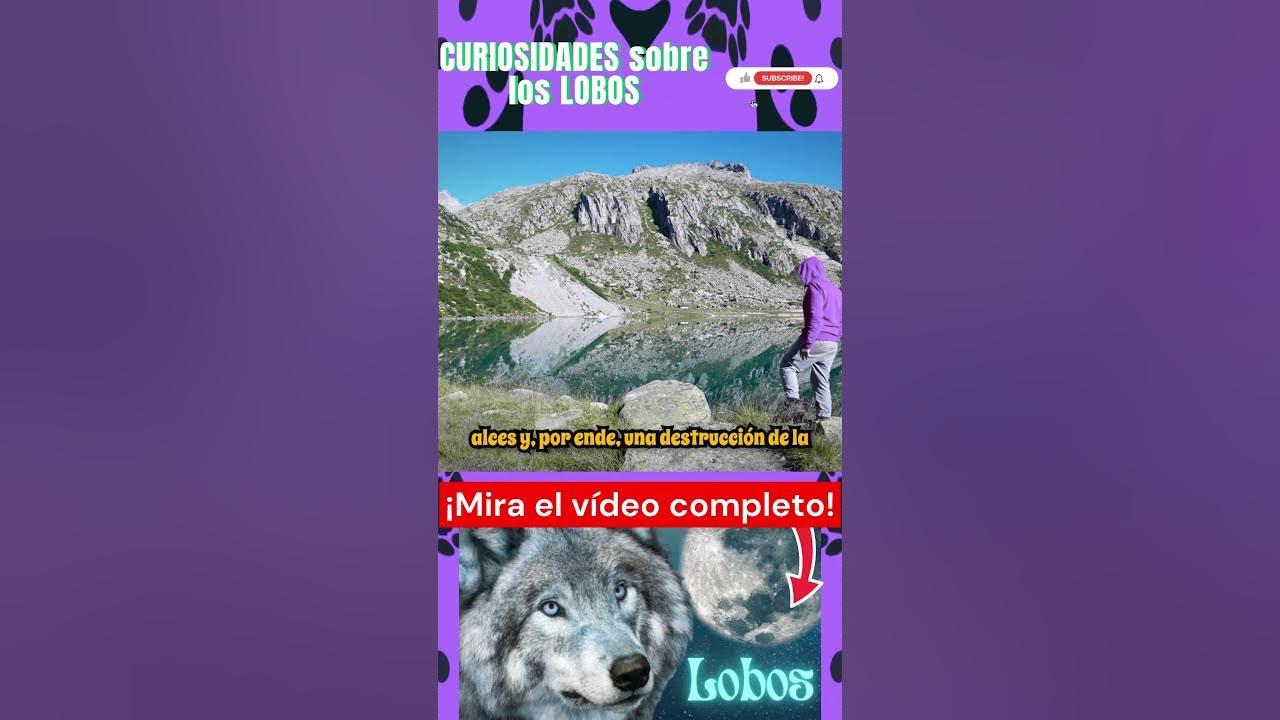 Datos curiosos sobre los lobos Parte 29 #lobo #lobos #halloween #halloween2024 #animal #animales ...