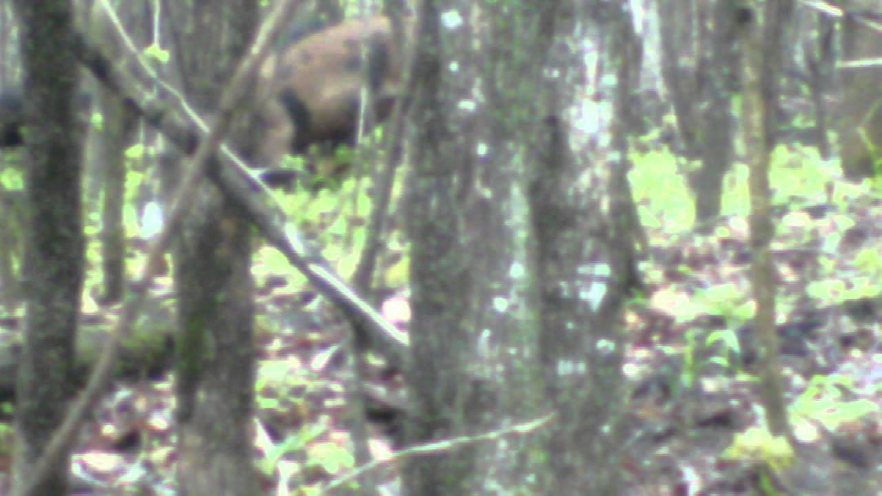 Stalking Feral Hog, Hunt in West Union Iowa - YouTube