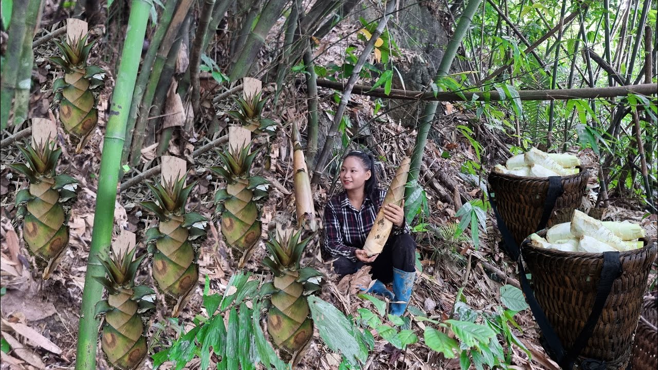 Harvesting wild bamboo shoots, making super spicy chili bamboo shoots ...
