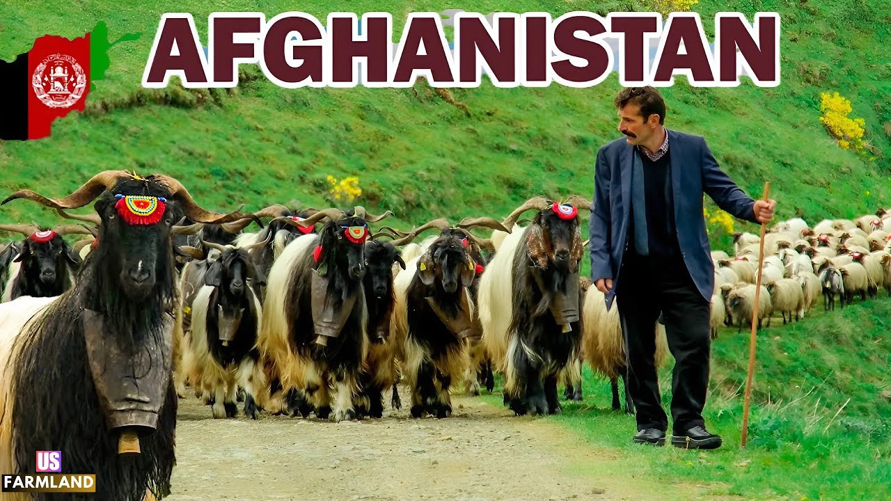 How Afghan farmer Raised millions of Sheep: Sheep farming documentary ...