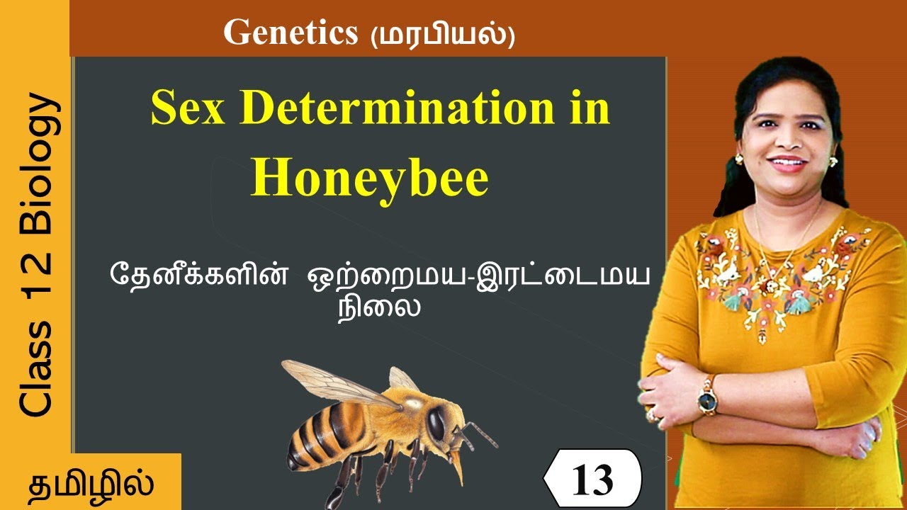 Sex Determination in Honey Bee | Haplodiploid Mechanism - YouTube