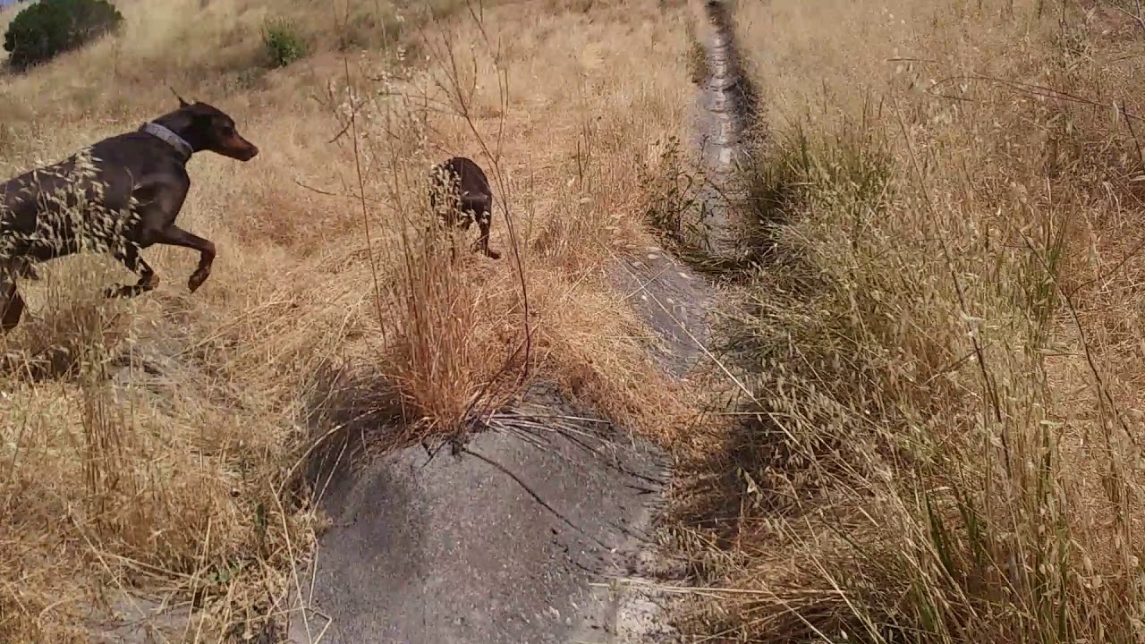 Tom Elliott diet world's tallest Doberman at Hercules Fitness - YouTube