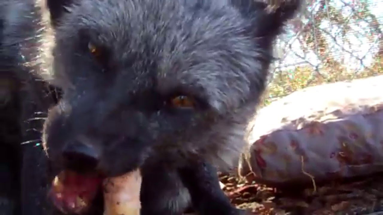 Pet Fox eats his dinner FRESH MEAT - YouTube